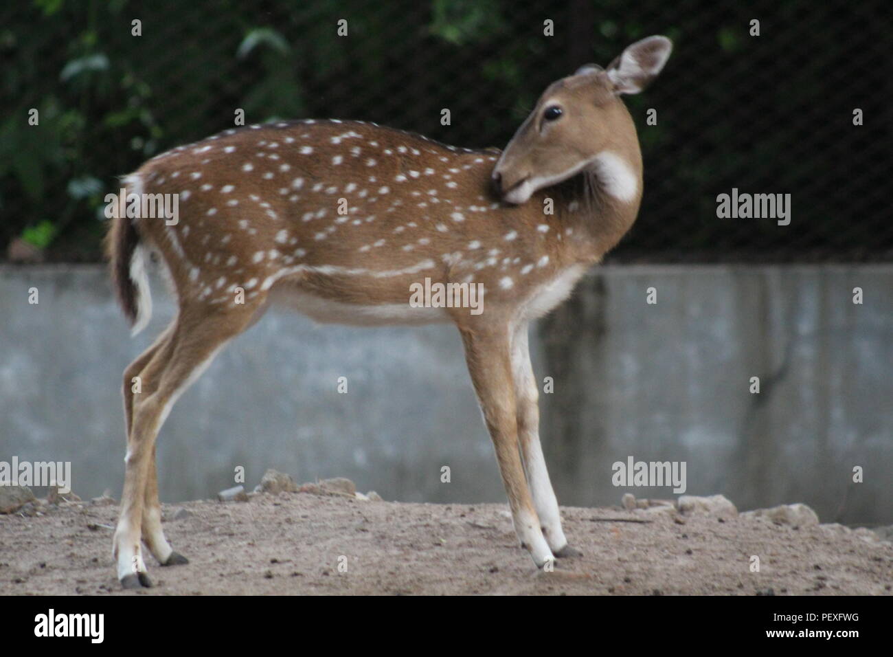 Beautiful wild life beautiful animal .Deer are among the most familiar ...