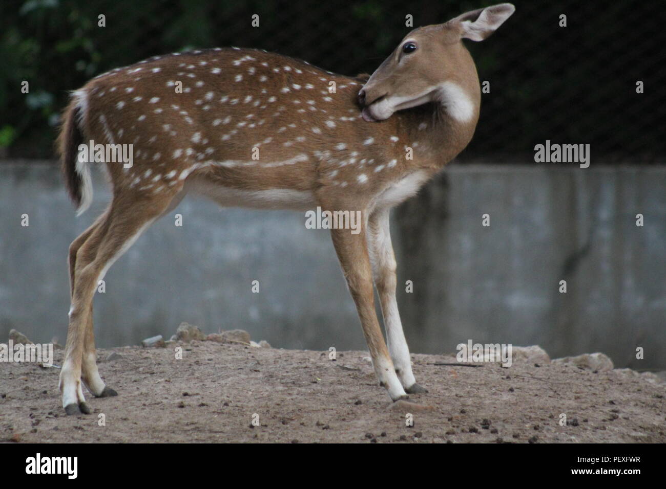Beautiful wild life beautiful animal .Deer are among the most familiar ...