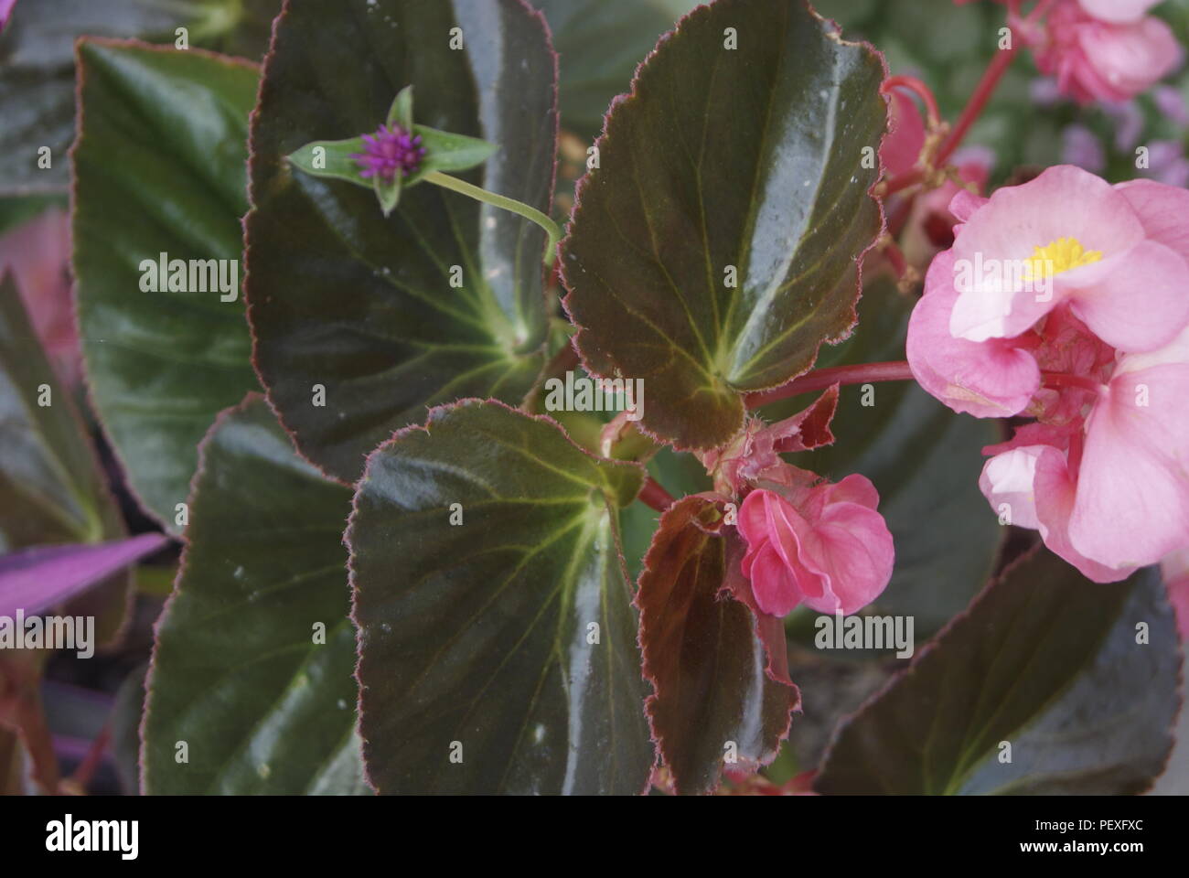 fleurs de France Stock Photo - Alamy