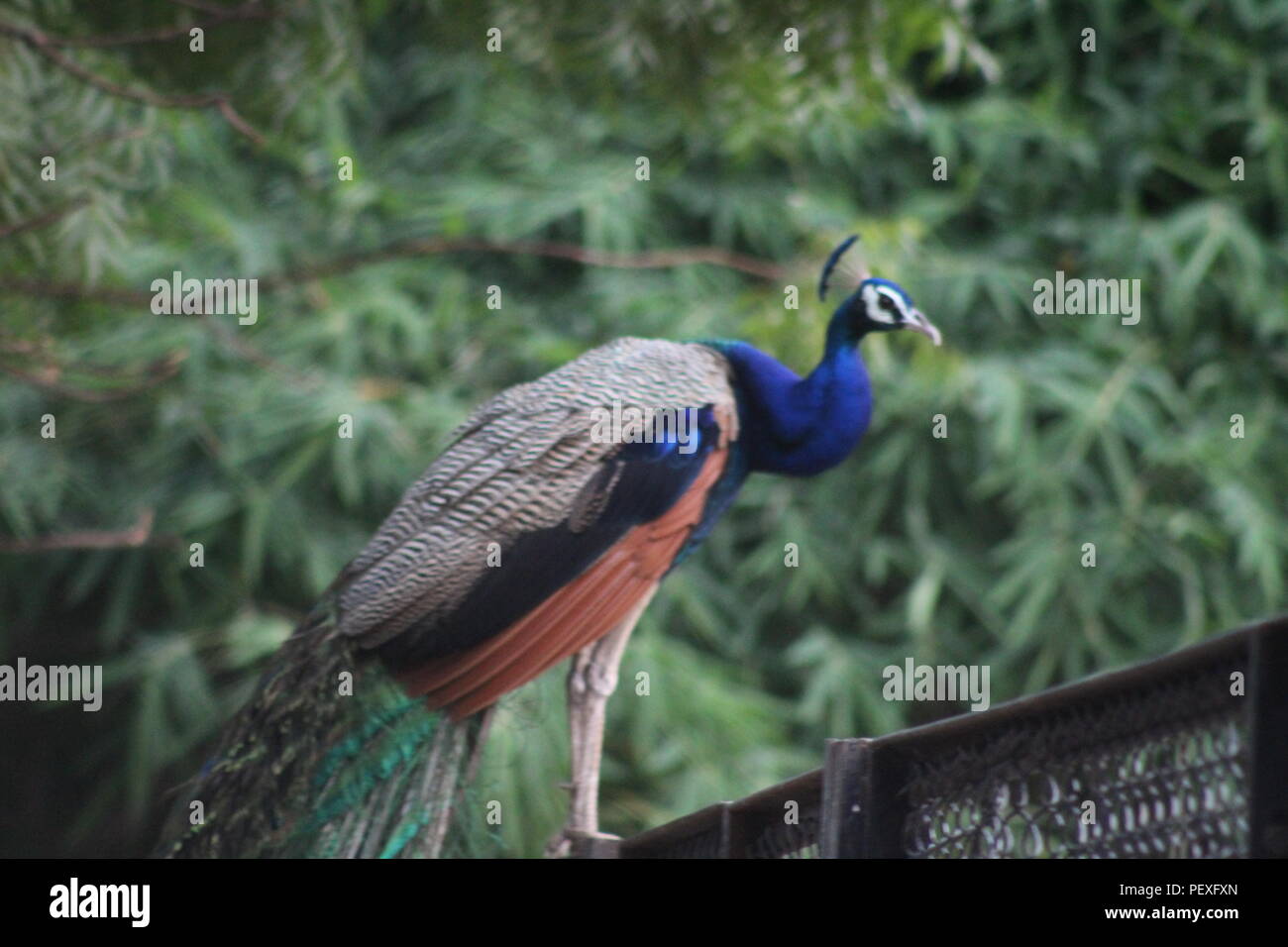 wild life photography peacock peahen.colorful wild life in rainy season ...