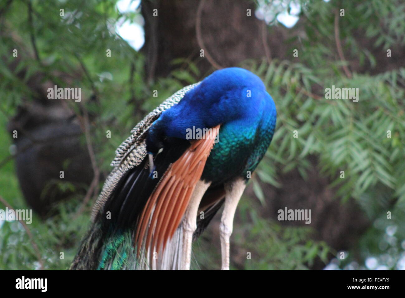wild life photography peacock peahen.colorful wild life in rainy season ...