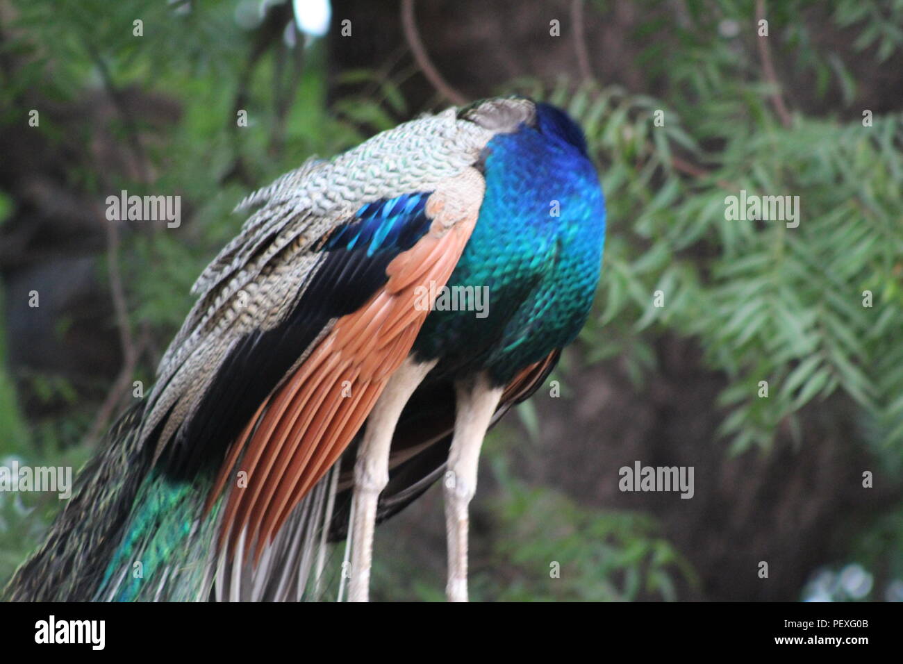 wild life photography peacock peahen.colorful wild life in rainy season ...