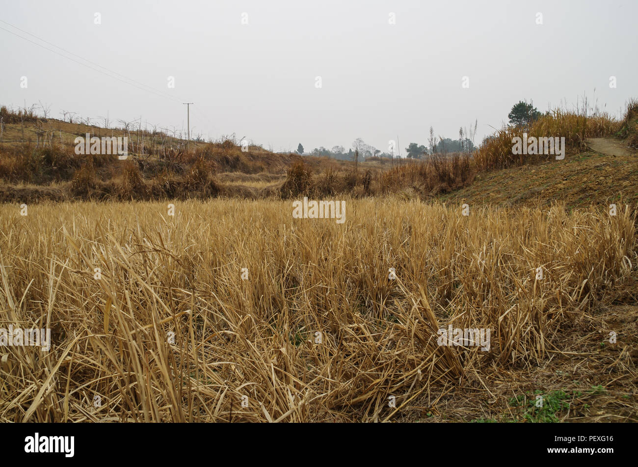 Wheat Stubble in the Field and Surrounding Environment Stock Photo - Alamy