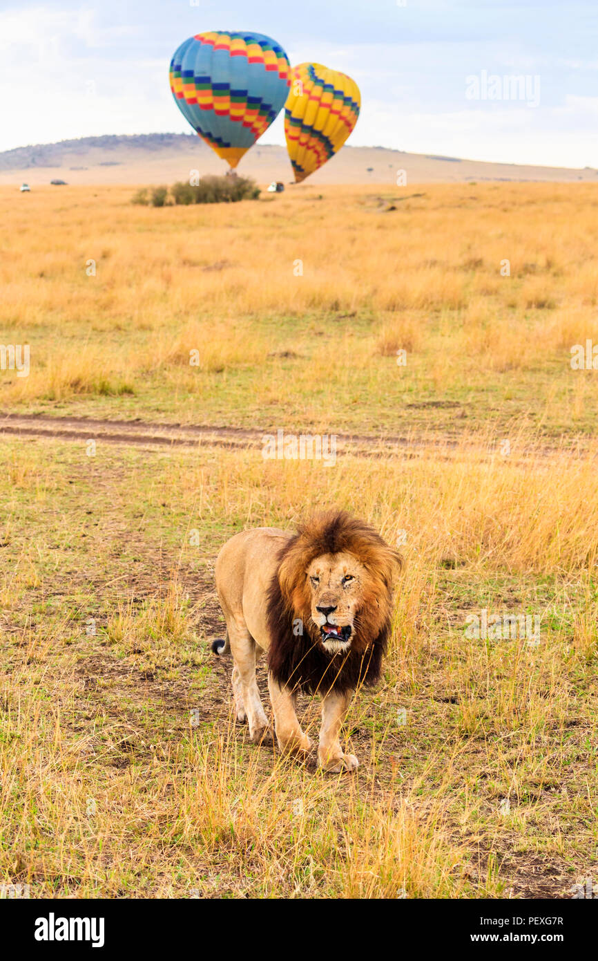 Safari balloon africa wildlife hi-res stock photography and images - Alamy