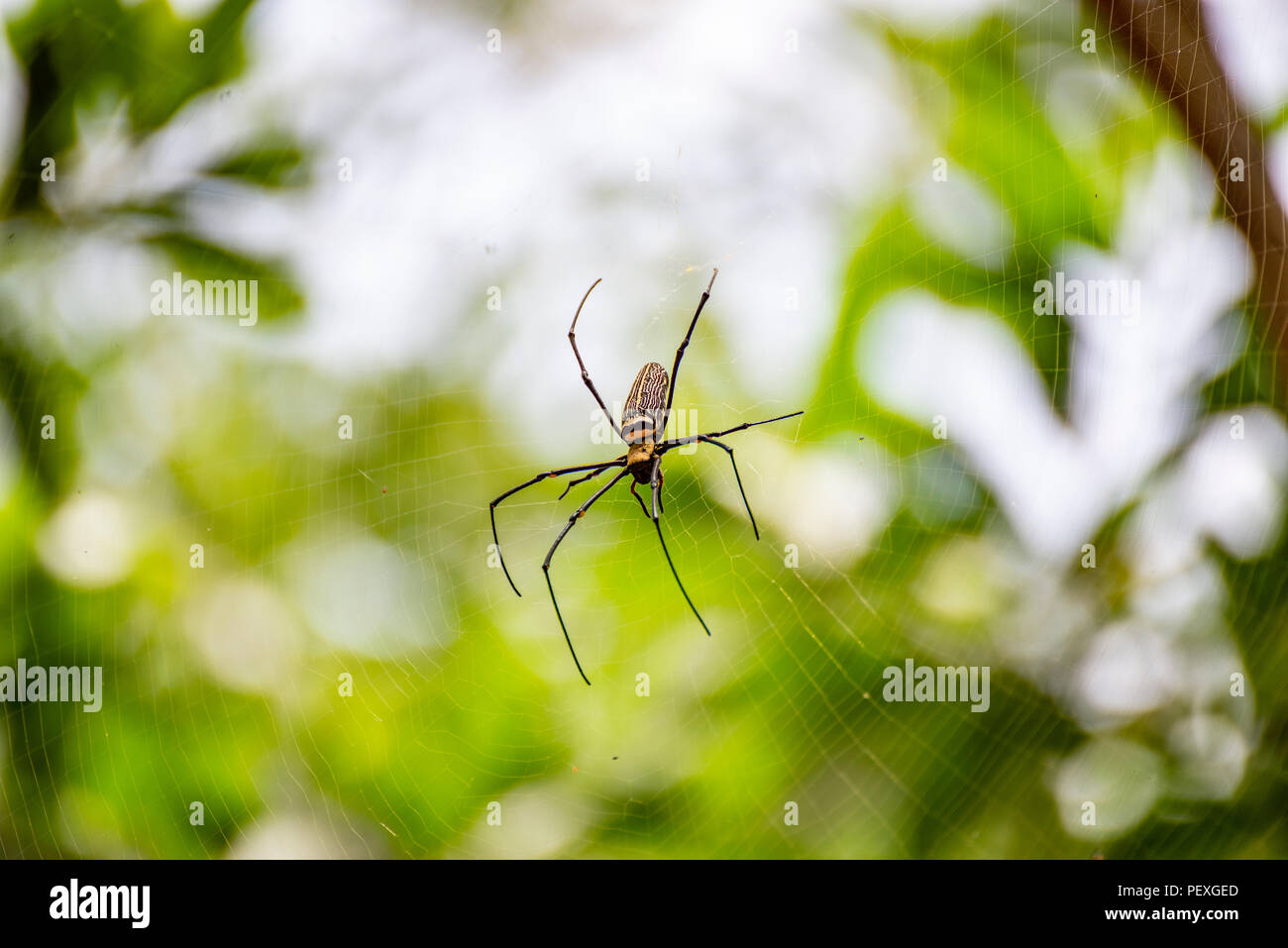 Giant cobweb hi-res stock photography and images - Alamy