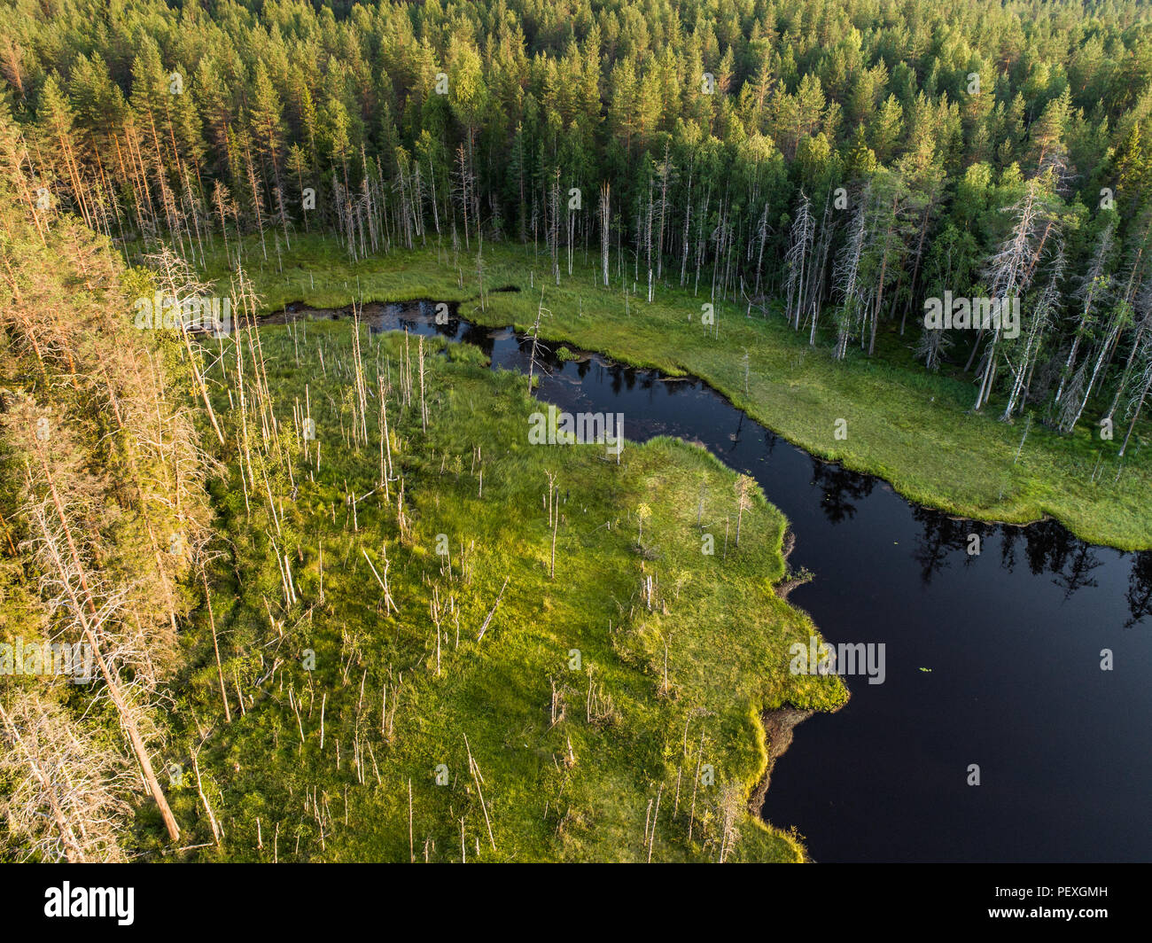 Taiga environment hi-res stock photography and images - Alamy