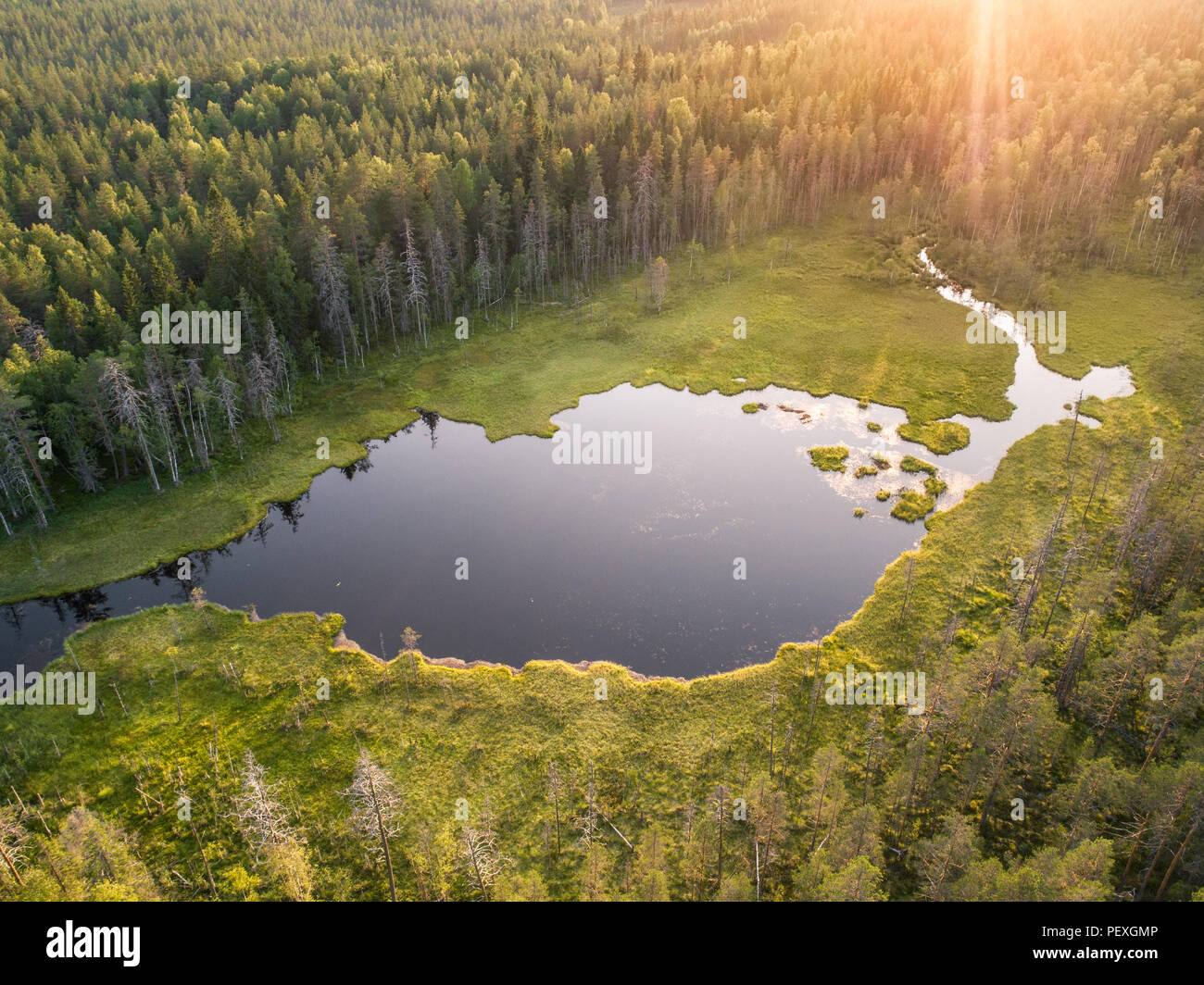 Taiga environment hi-res stock photography and images - Alamy