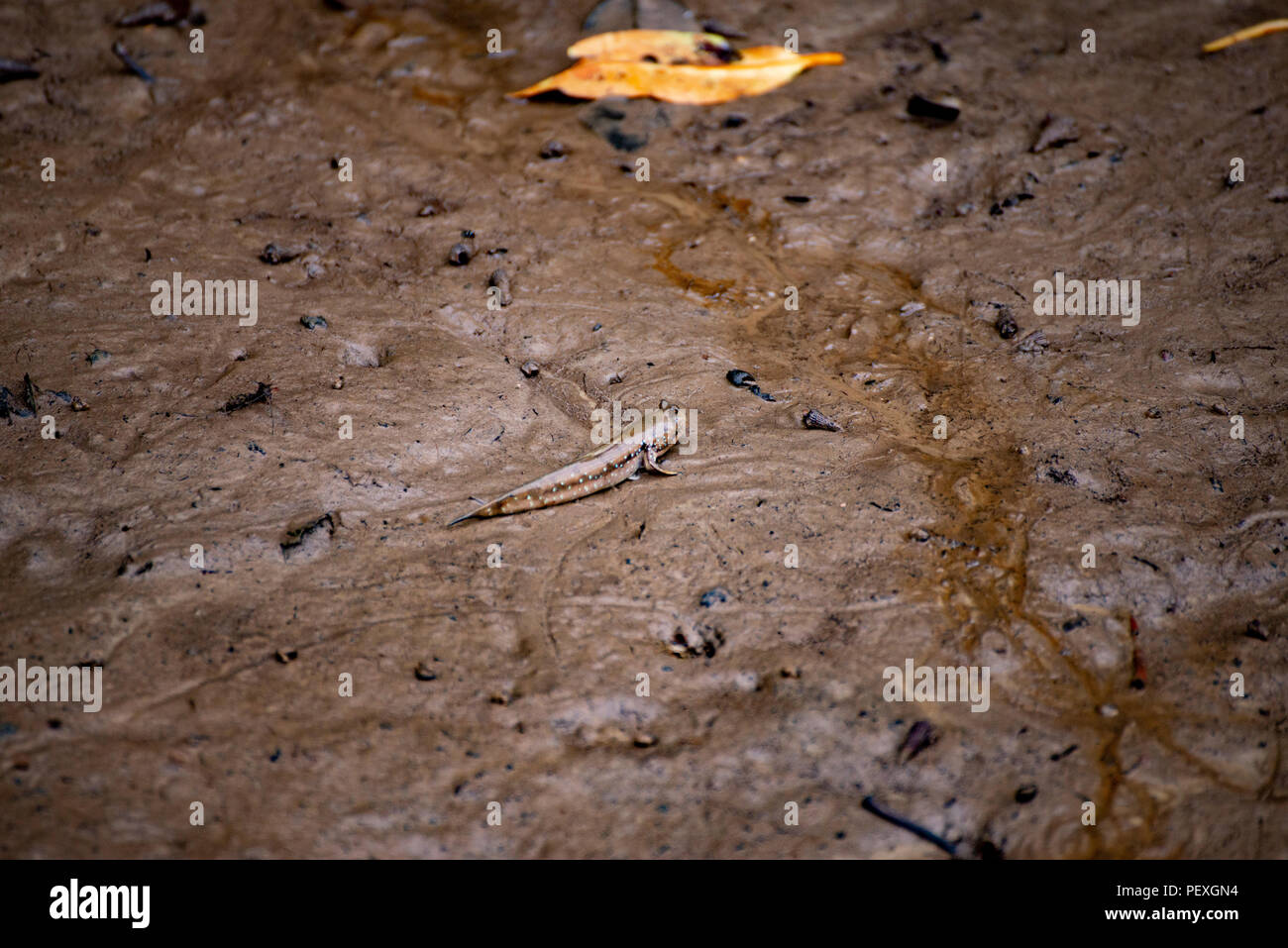 Mudskipper eating hi-res stock photography and images - Alamy