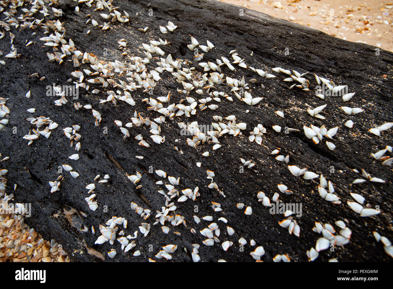 Shellfish Growing On Rocks High Resolution Stock Photography and Images ...