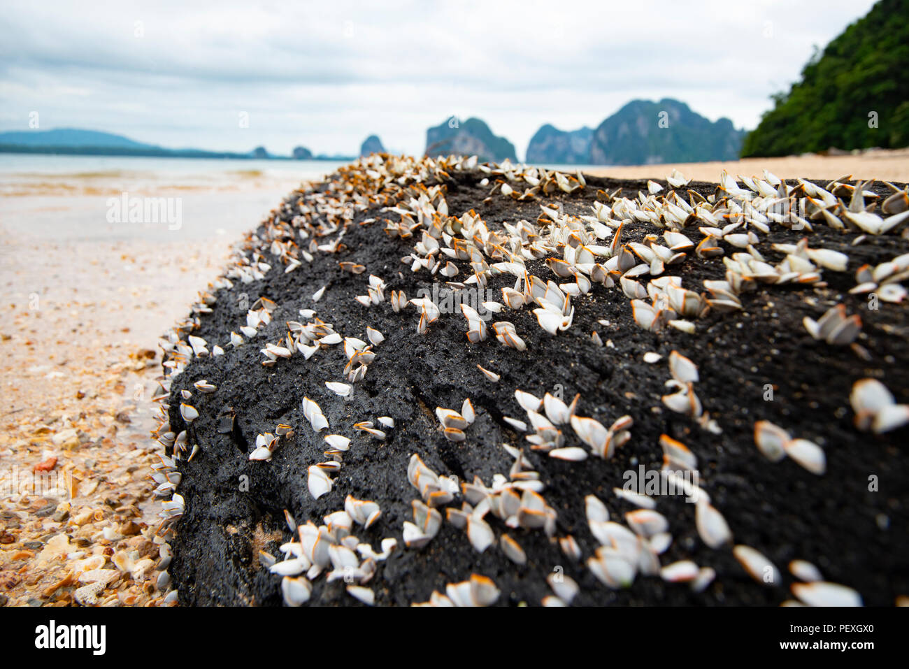 White small sea shellfish growing on rocks close to the ocean Stock ...