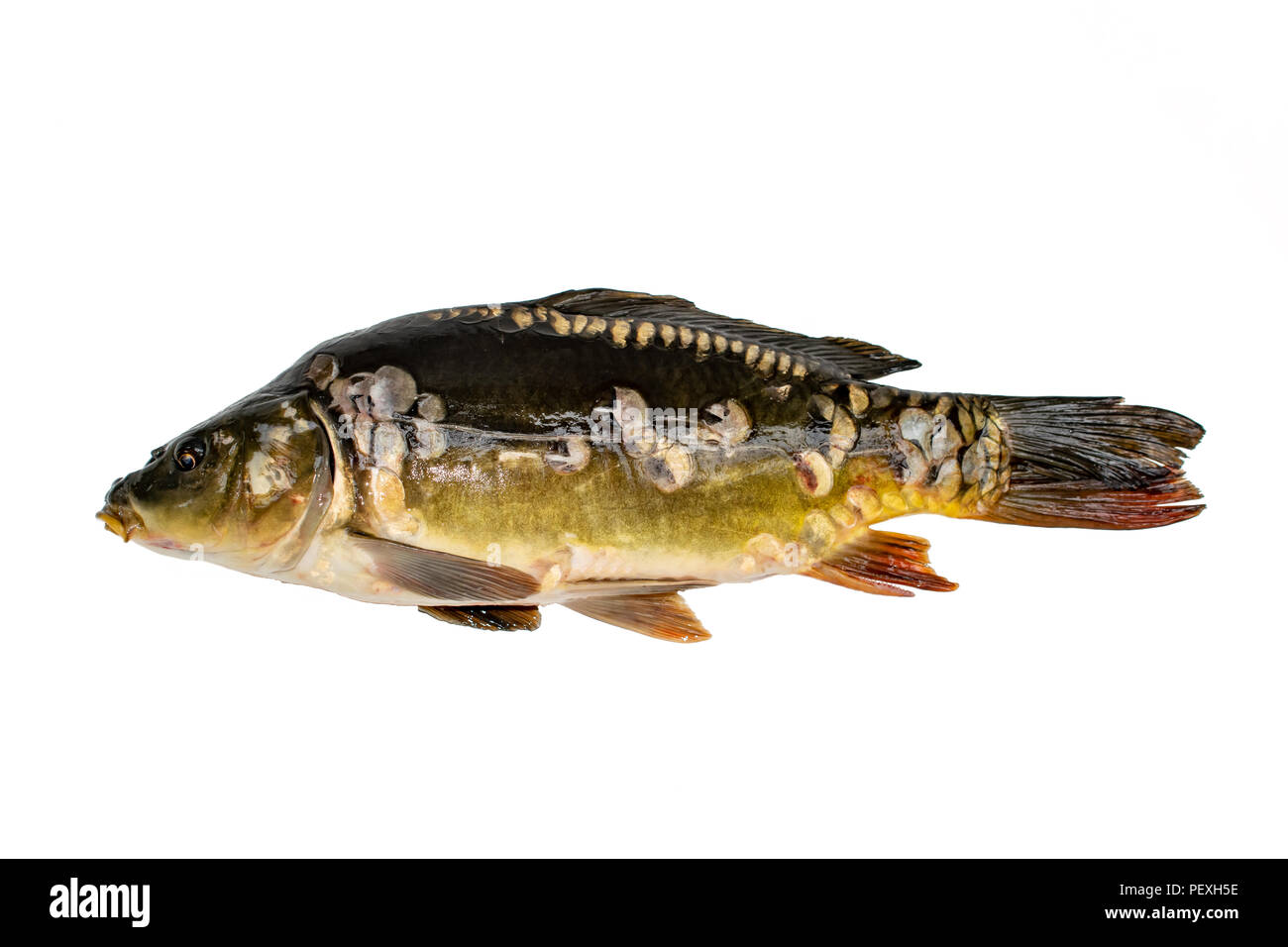 Mirror Carp Head Cut Out Stock Images & Pictures - Alamy