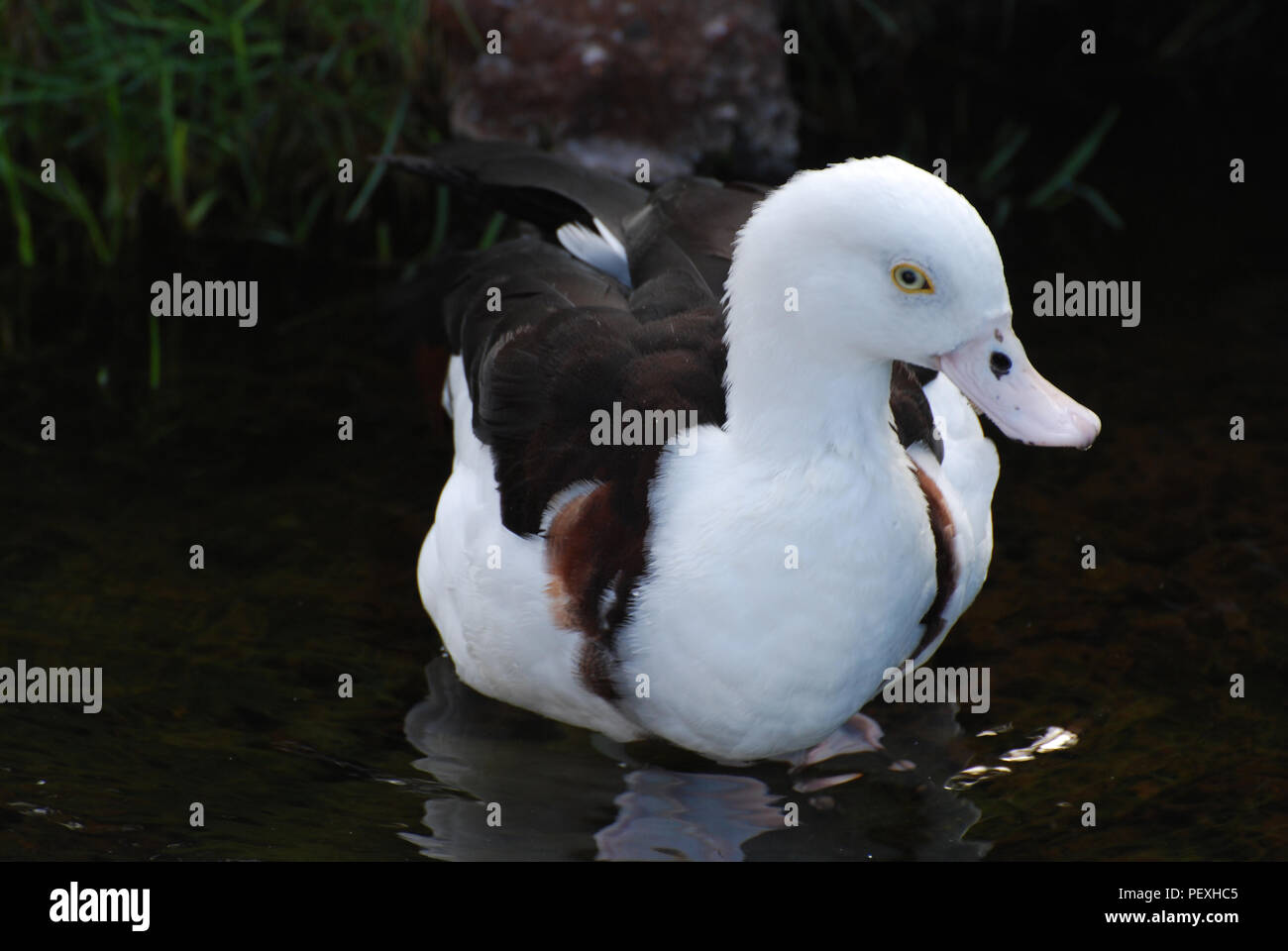 Pretty profile of a white swimming duck Stock Photo - Alamy
