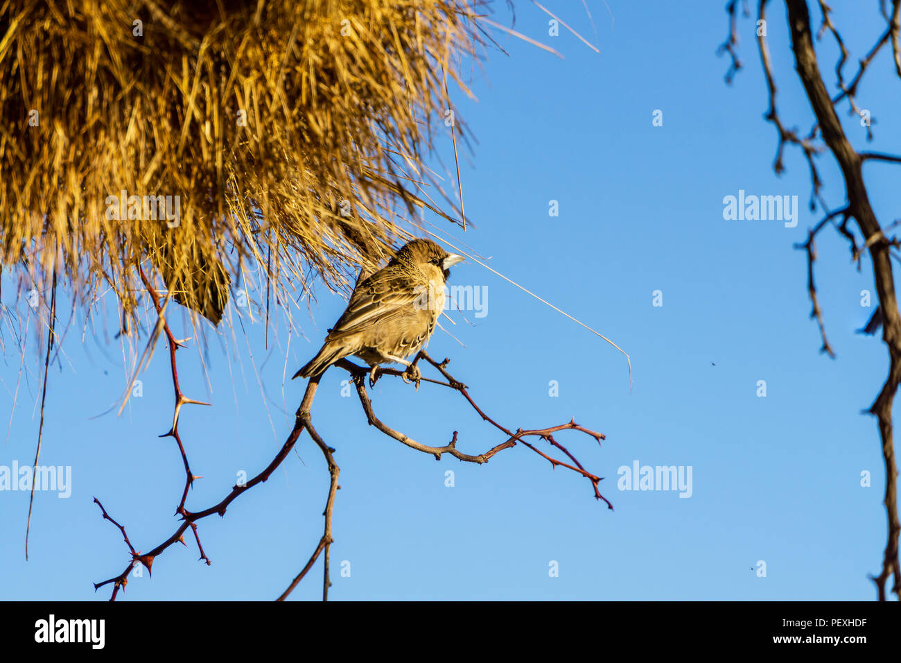 Sociable Weaver Bird at Sossusvlei in the Namib Desert, Namibia, Africa ...