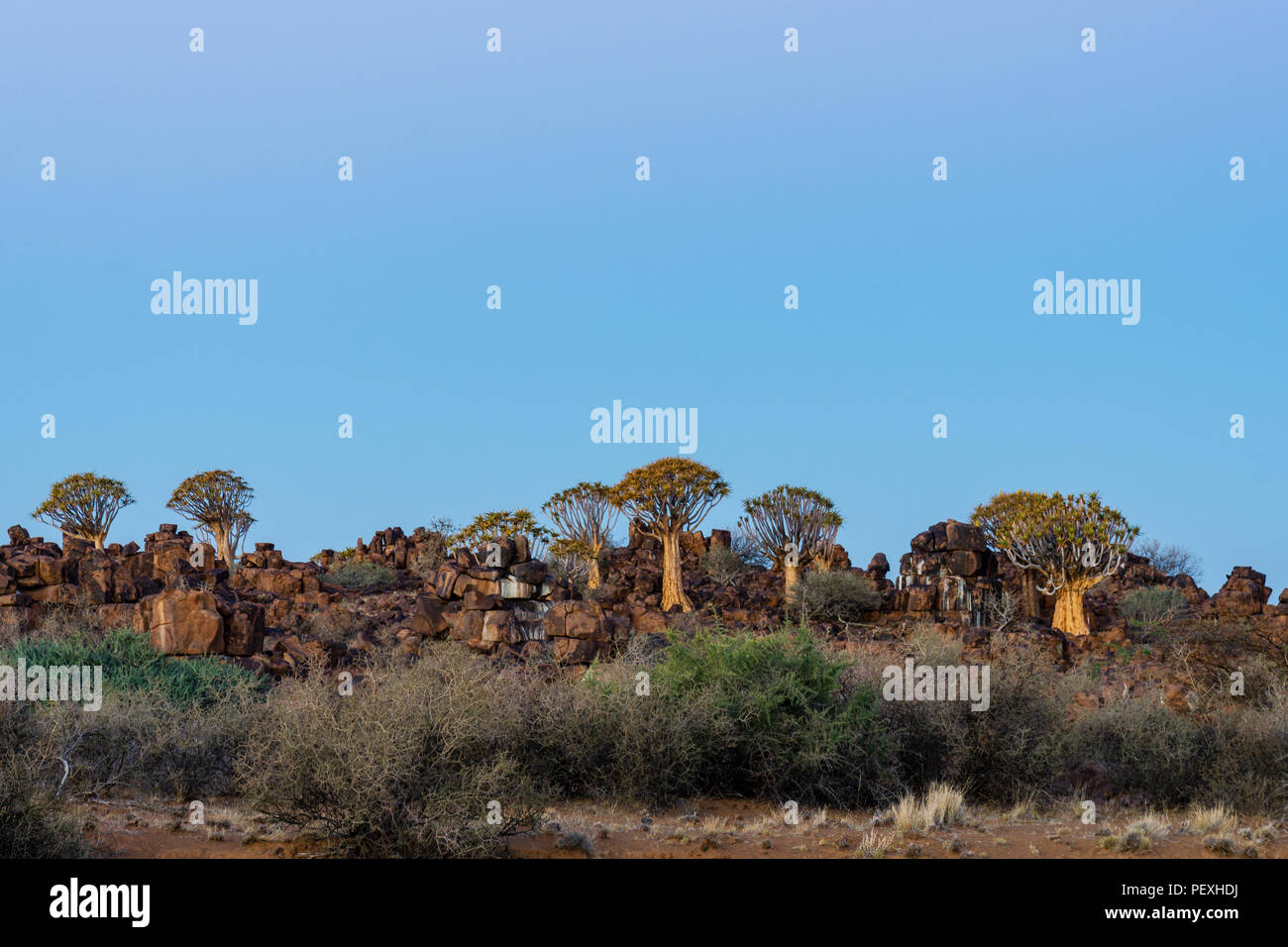 Mystic Quiver tree Kalahari forest around Fish River Canyon, foggy and ...