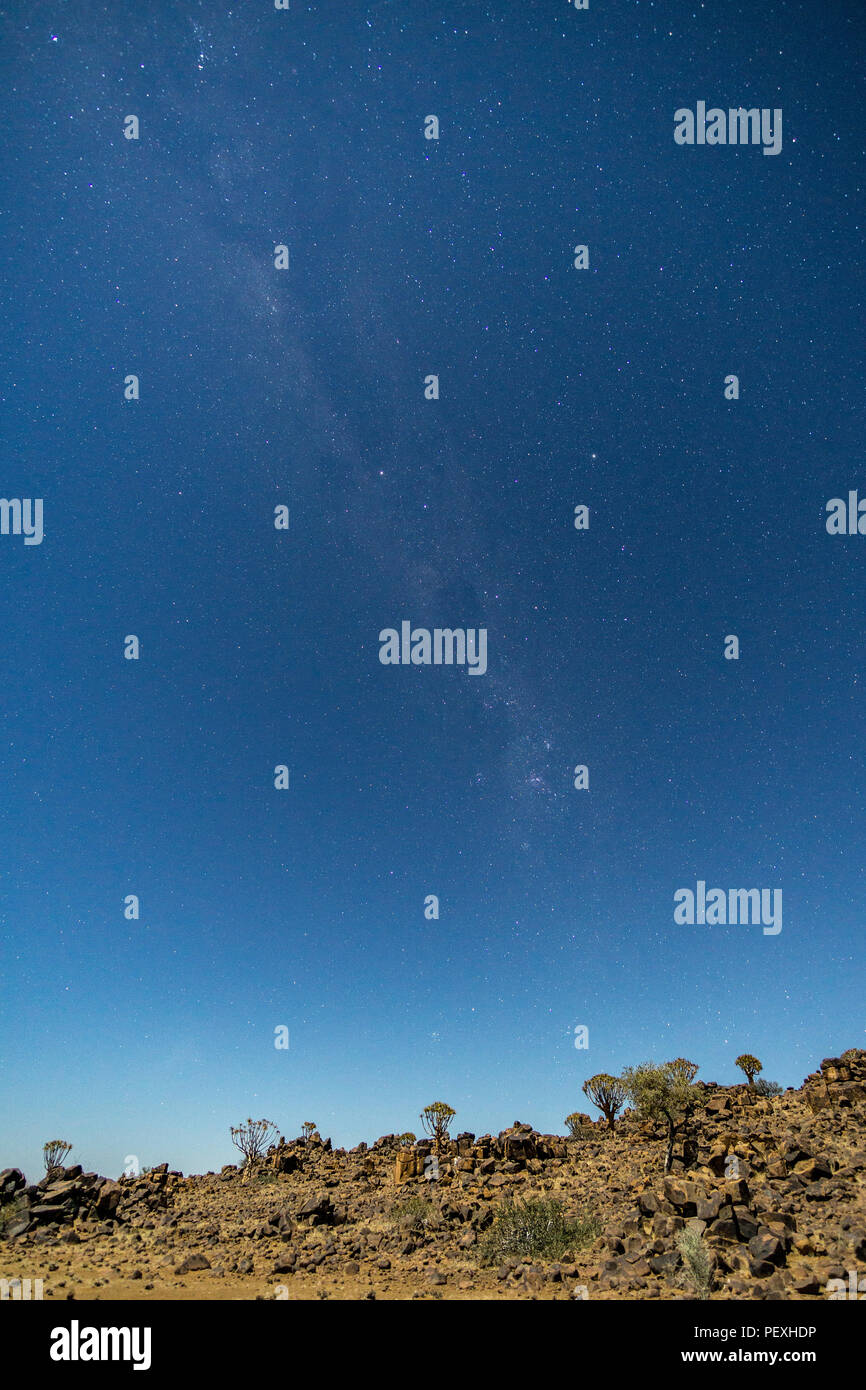 Milky way over Quiver tree at night Stock Photo - Alamy