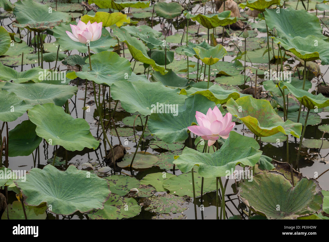 Pink Lotus Flower taken in a lotus Farm, Siem Reap, Cambodia Stock ...