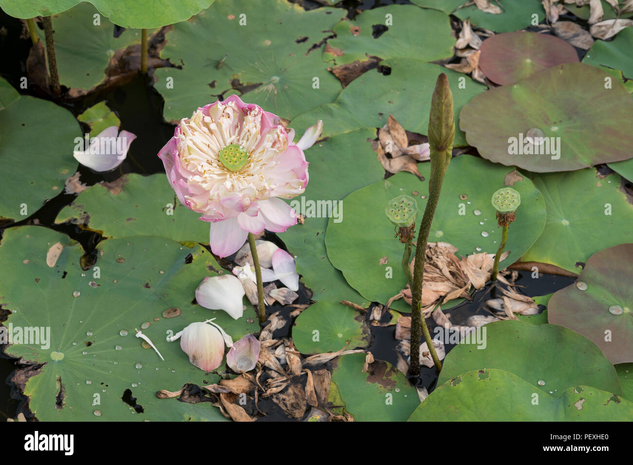 Pink Lotus flower in full blossom taken in a lotus Farm, Siem Reap ...