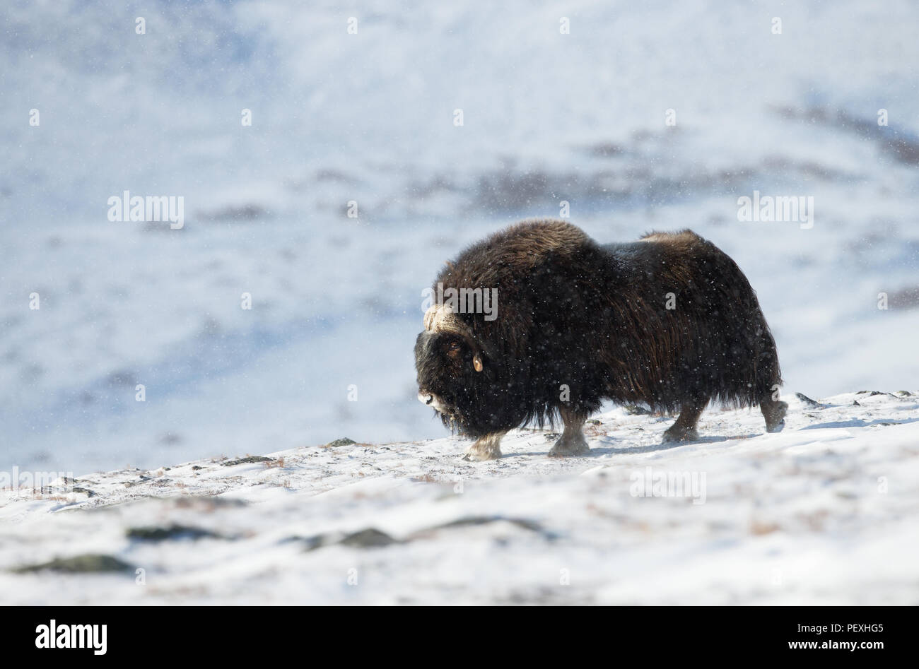 Impressive male musk ox in the mountains of Dovrefjell, Norway. Animals ...
