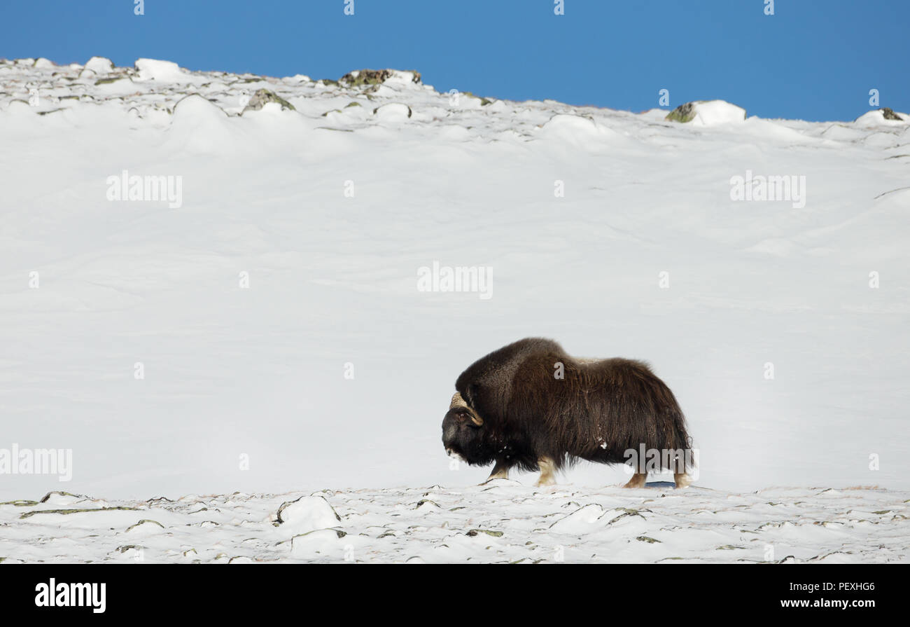 Impressive male musk ox in the mountains of Dovrefjell, Norway. Animals ...