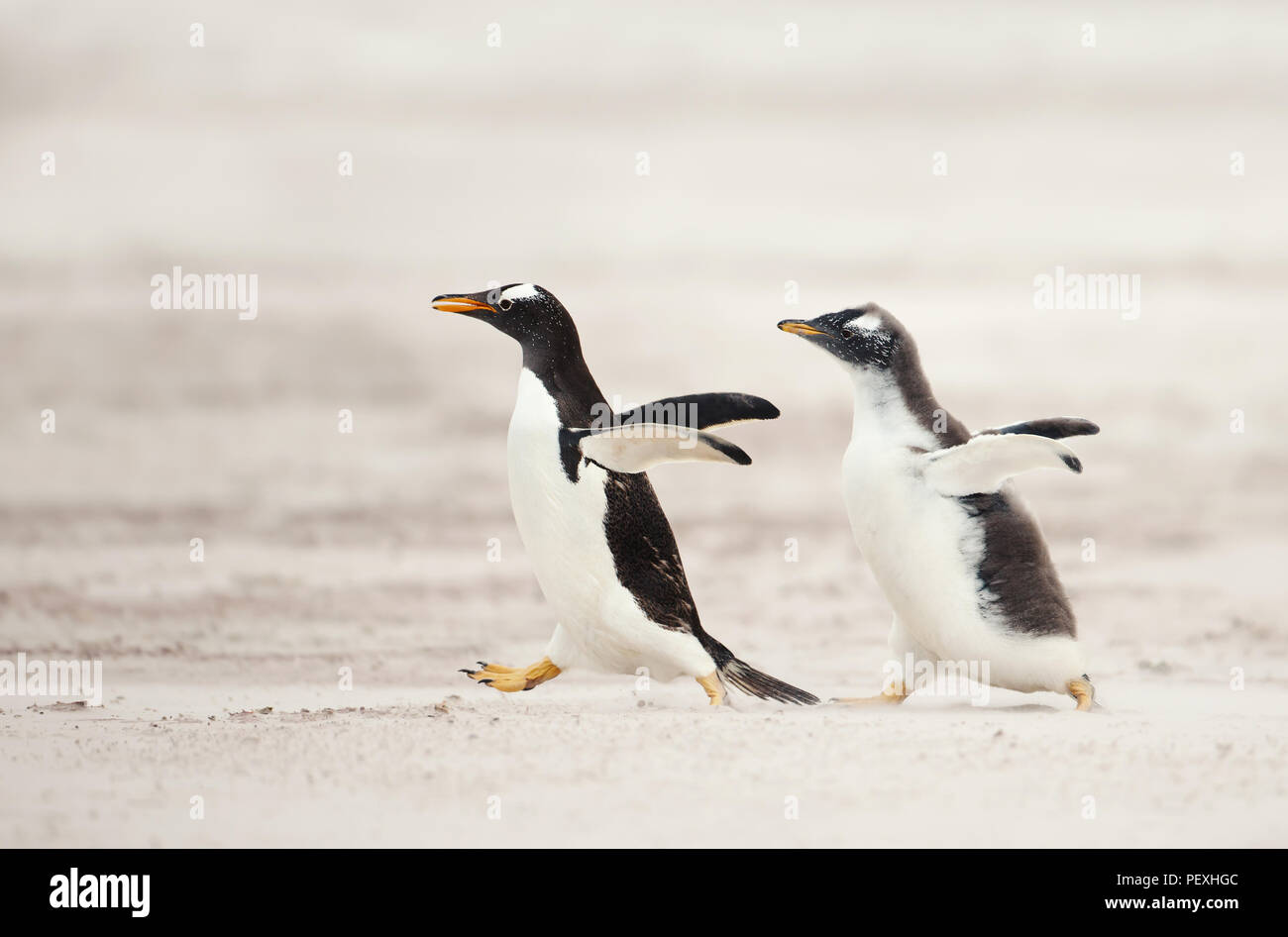 Chase atlantic hi-res stock photography and images - Alamy