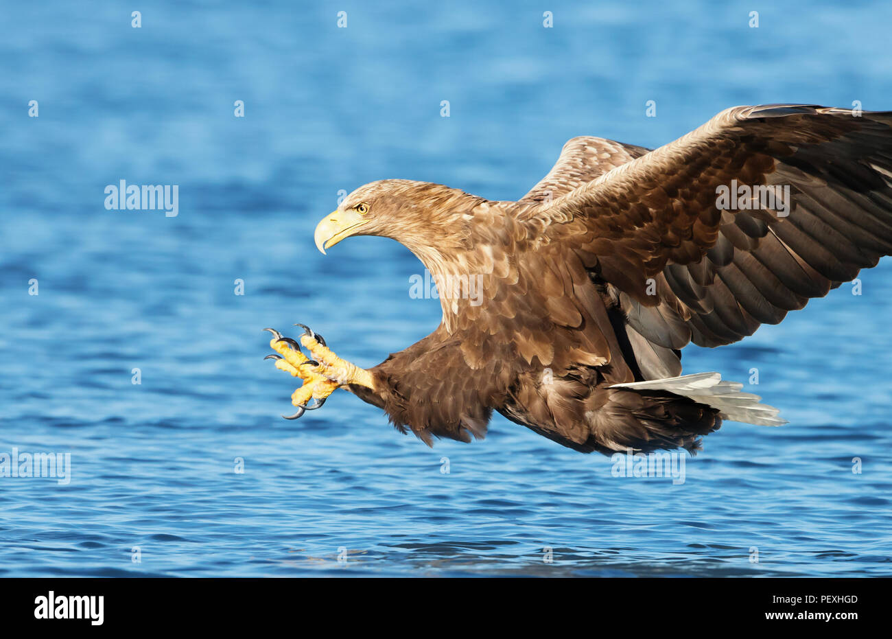 Powerful claws hi-res stock photography and images - Alamy