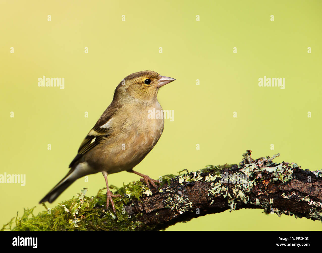 Chaffinch isolated uk hi-res stock photography and images - Alamy