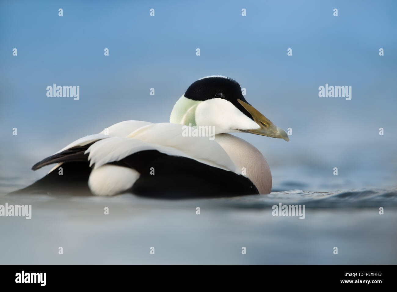 Eider closeup hi-res stock photography and images - Alamy