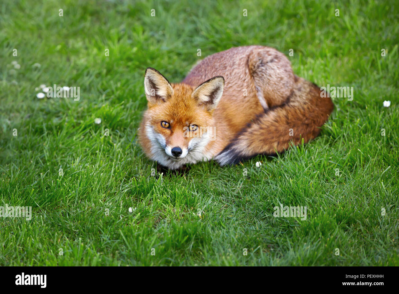 Fox lying in grass hi-res stock photography and images - Alamy