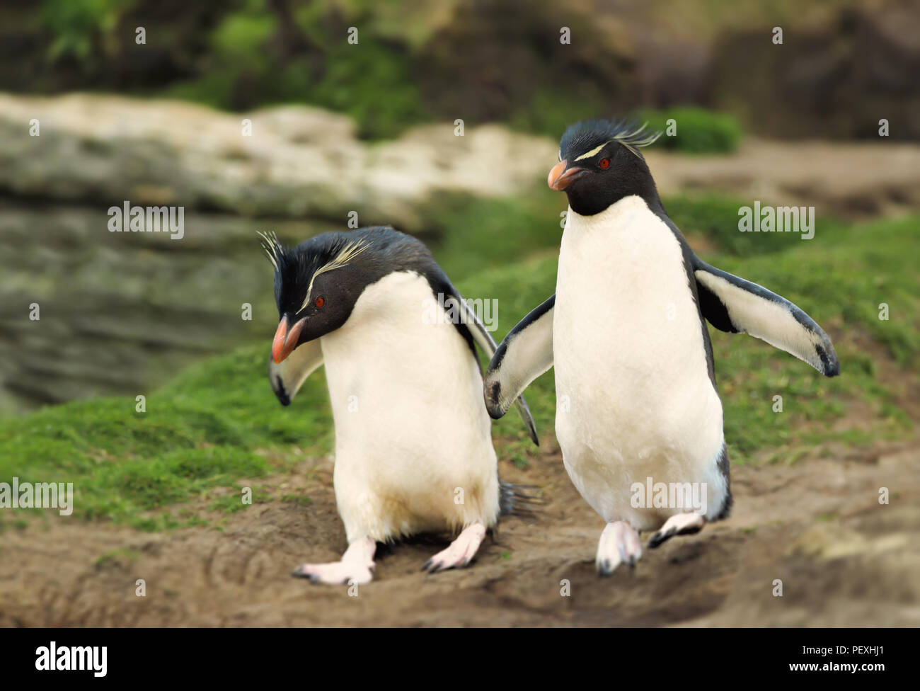 Southern rockhopper penguin encourages another penguin to jump ...