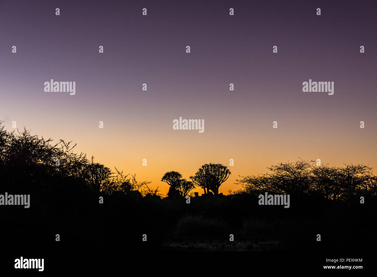 Quiver Tree around the Fish River Canyon, Namibia morning Stock Photo ...