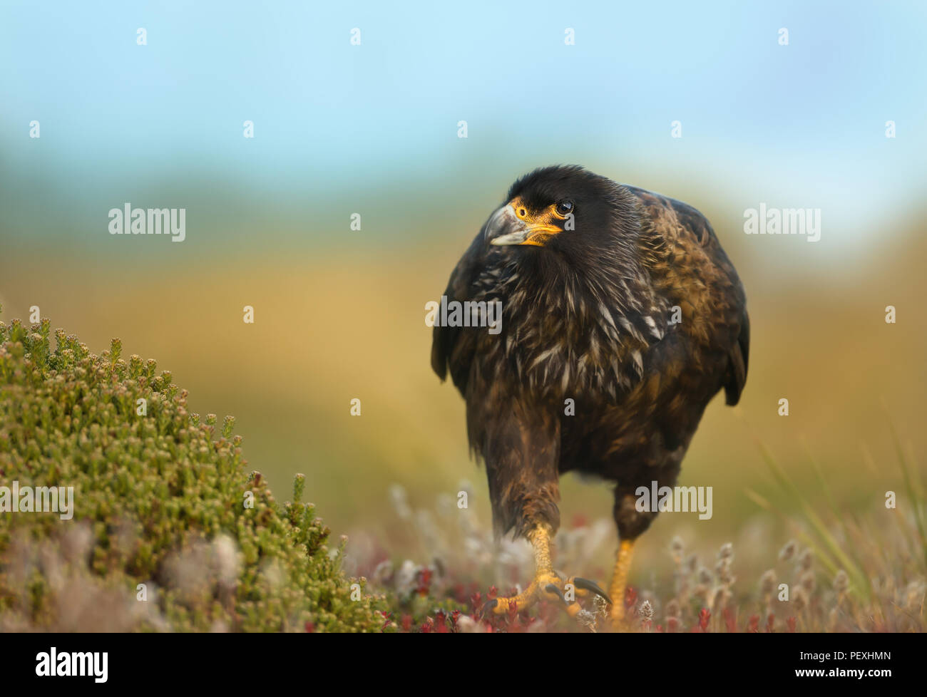 Johnny rook bird hi-res stock photography and images - Alamy