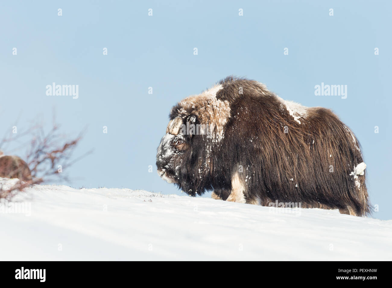 Musk ox snow hi-res stock photography and images - Alamy