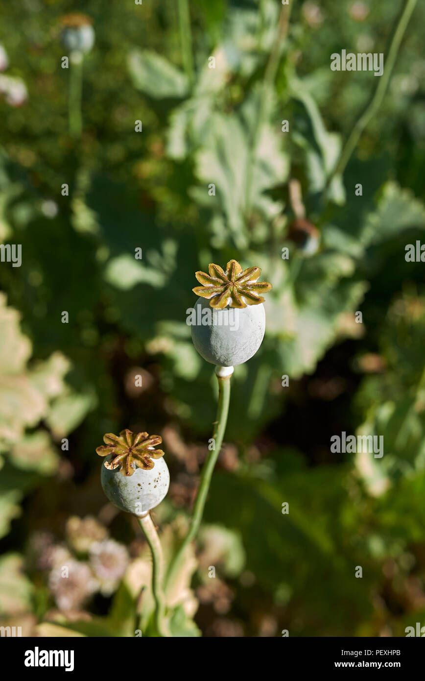 Papaver somniferum papaveraceae hi-res stock photography and images - Alamy