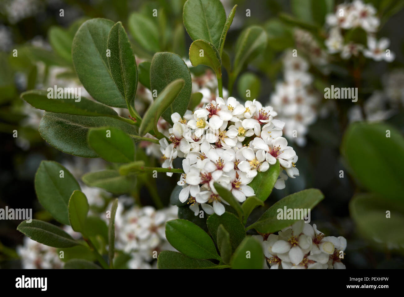Indian hawthorn (rhaphiolepis) hi-res stock photography and images - Alamy