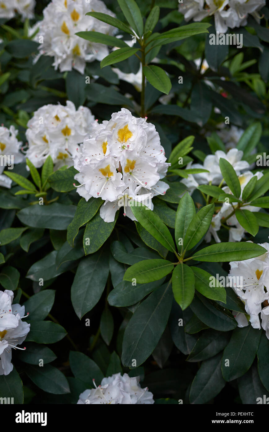 Evergreen rhododendron shrub hi-res stock photography and images - Alamy