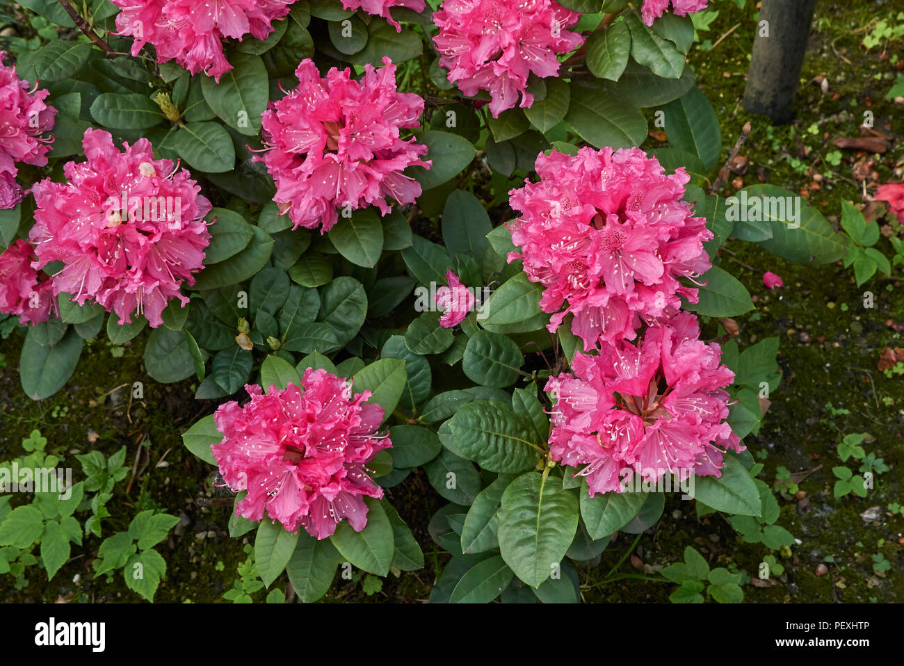 Rhododendron evergreen plant hi-res stock photography and images - Alamy