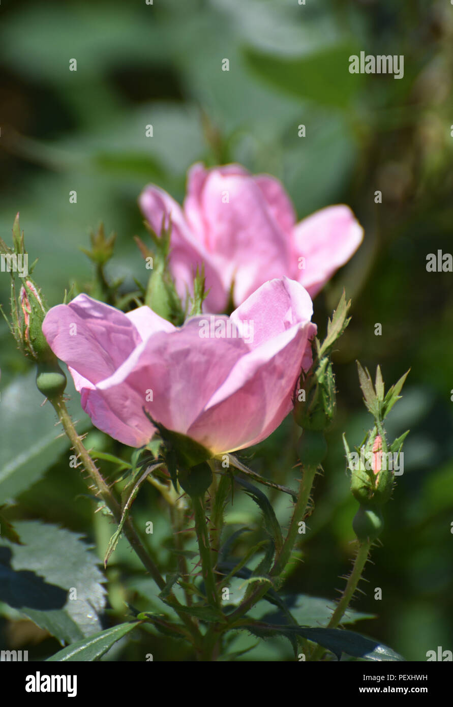 Pretty rose garden under the bright sun Stock Photo - Alamy