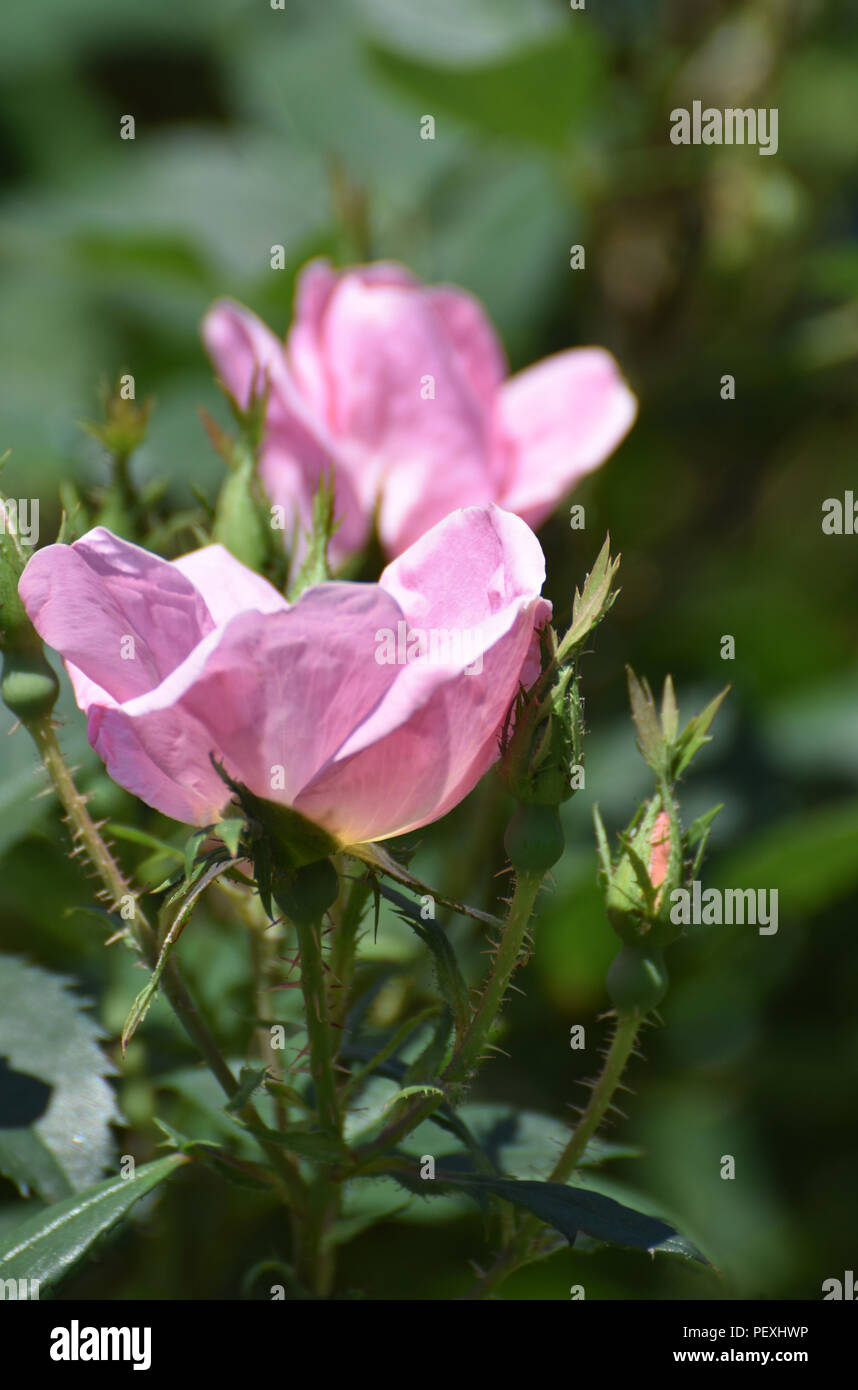 Beautiful rose with thorns on its stems for protection Stock Photo - Alamy
