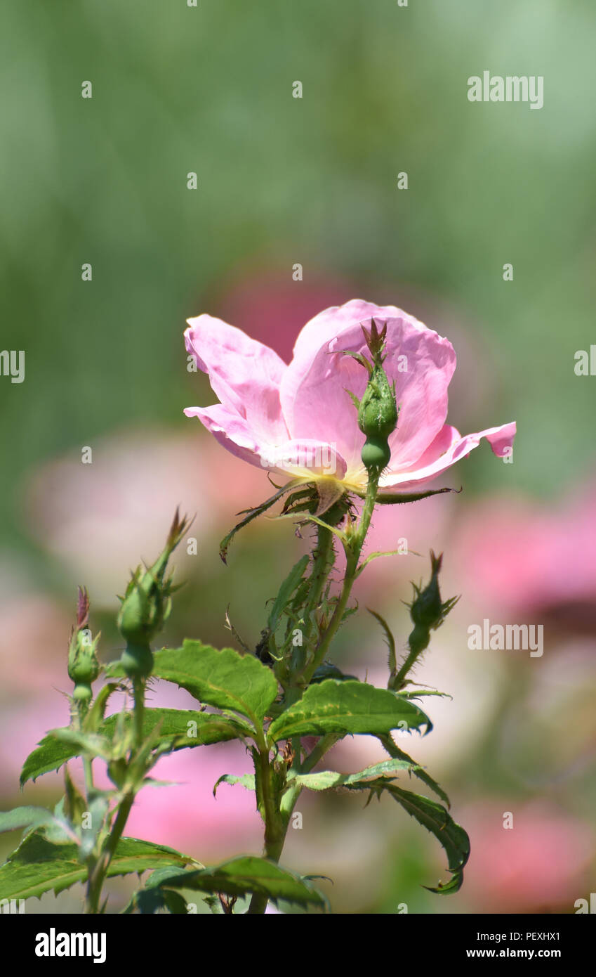 Pretty light pink rose in a flowering garden Stock Photo - Alamy