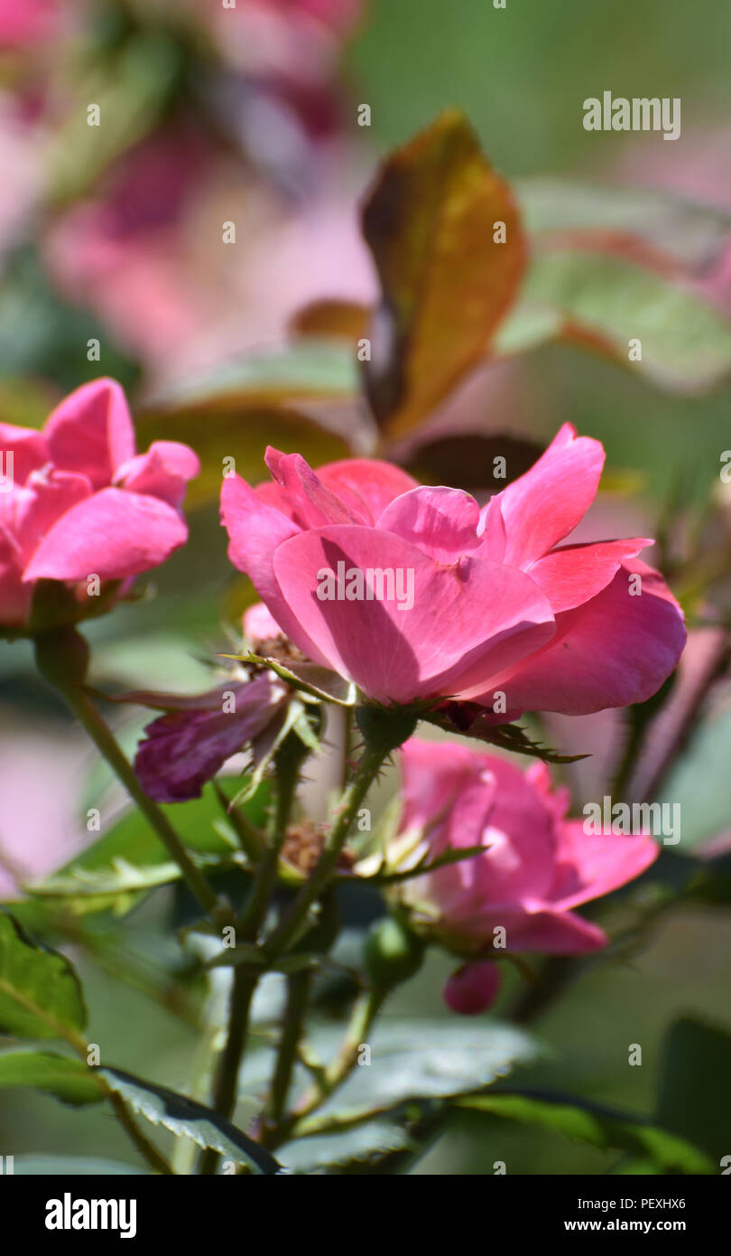 Beautiful pink lush rose garden Stock Photo - Alamy