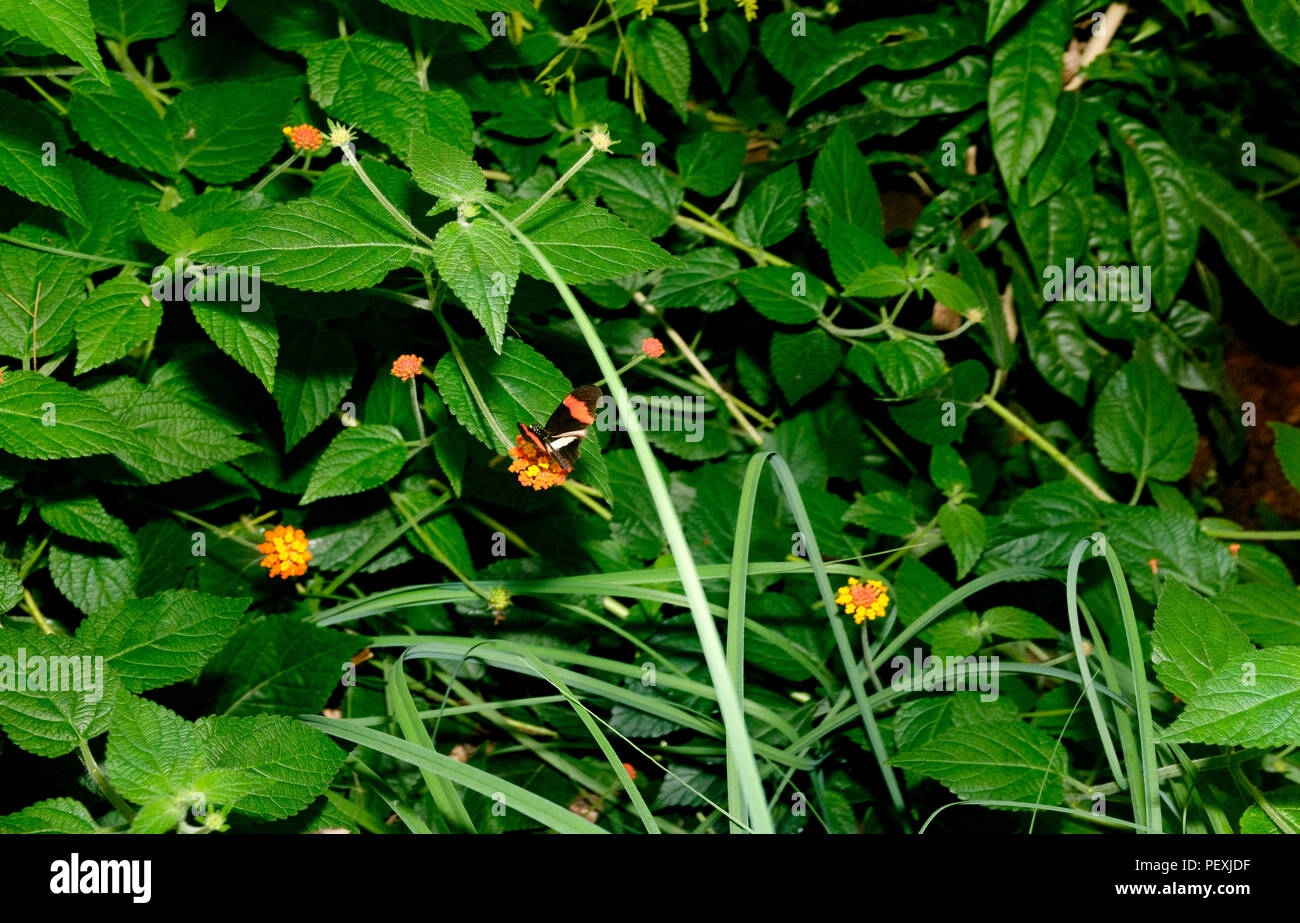 Butterfly with yellow flowers and soft green background Stock Photo - Alamy