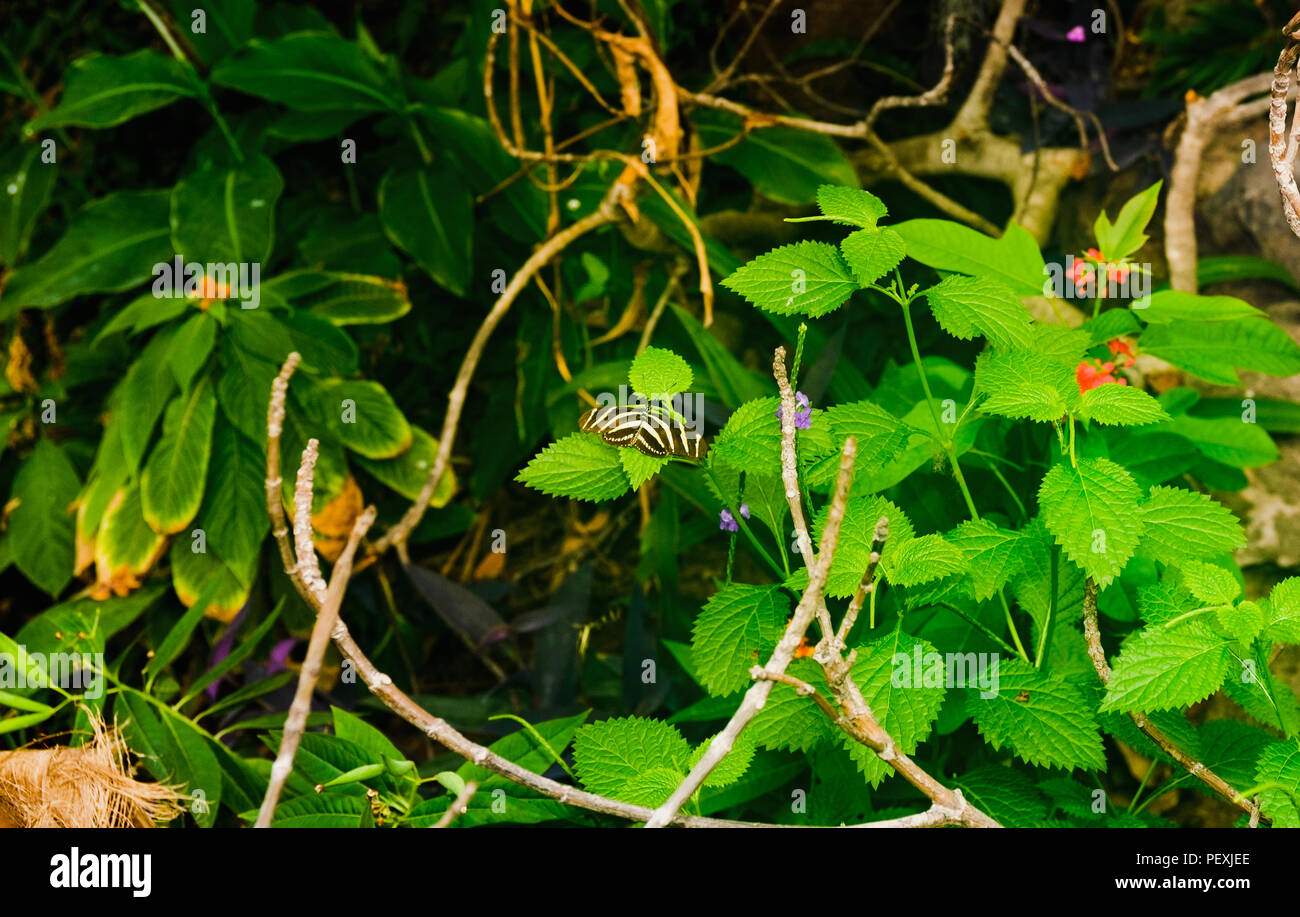 Butterfly with yellow flowers and soft green background Stock Photo - Alamy