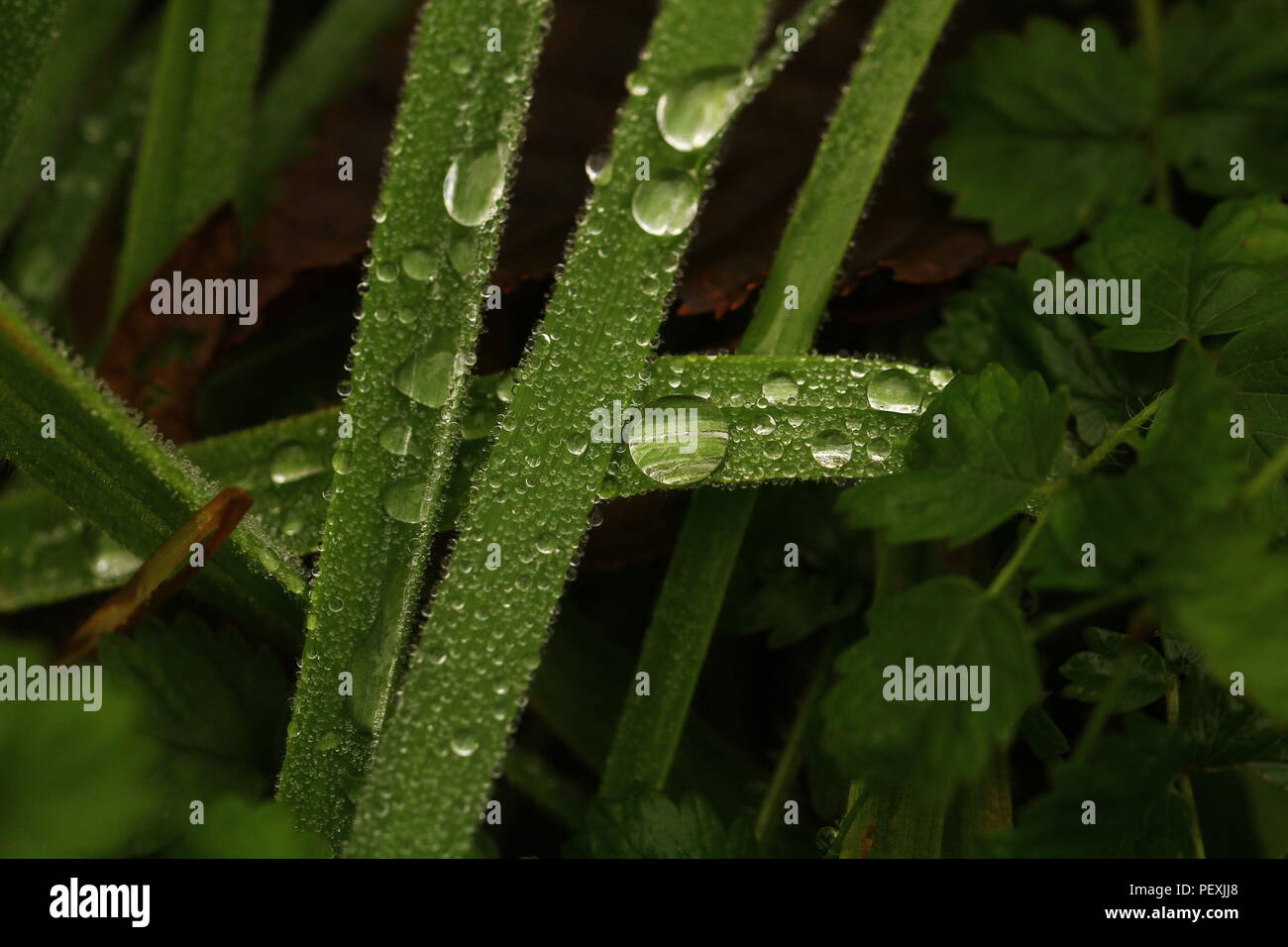 rain drops in grass Stock Photo - Alamy