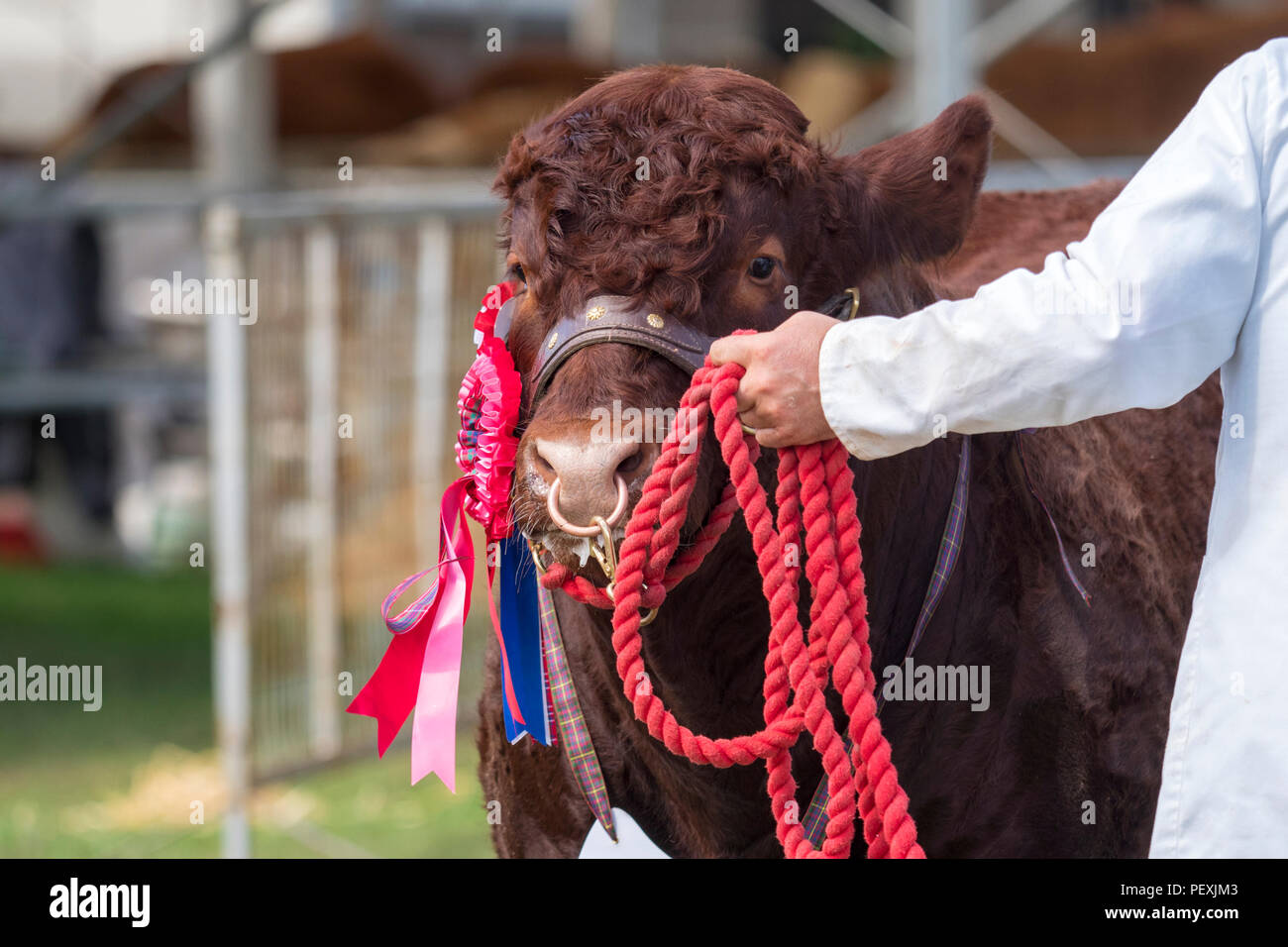 Turriff, Scotland - 06 Aug 2018: Cattle at the Turriff Agricultural ...