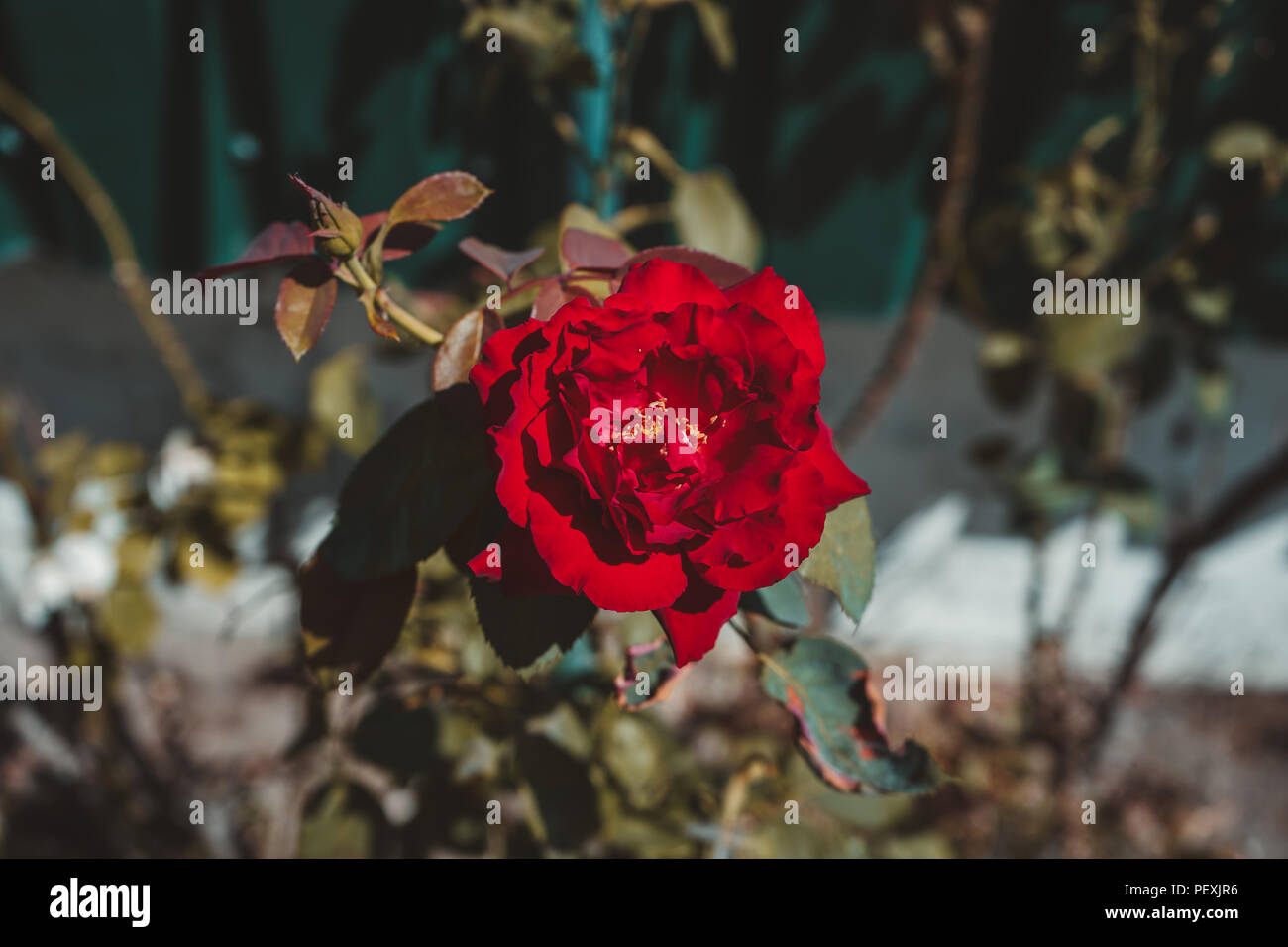 Green dslr rose hi-res stock photography and images - Alamy