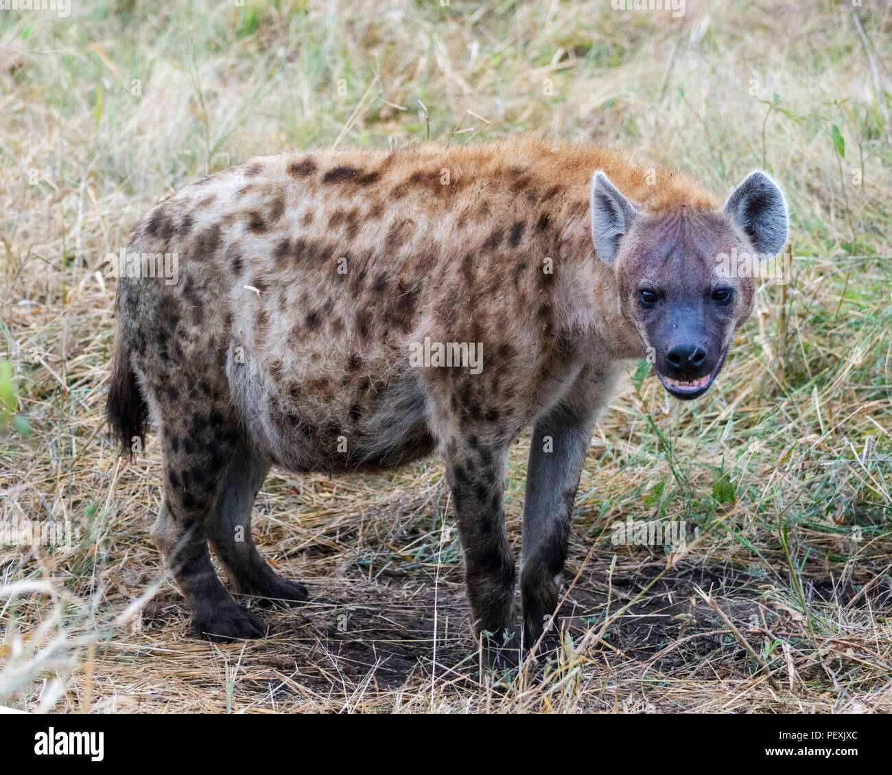 Hyena hole hi-res stock photography and images - Alamy