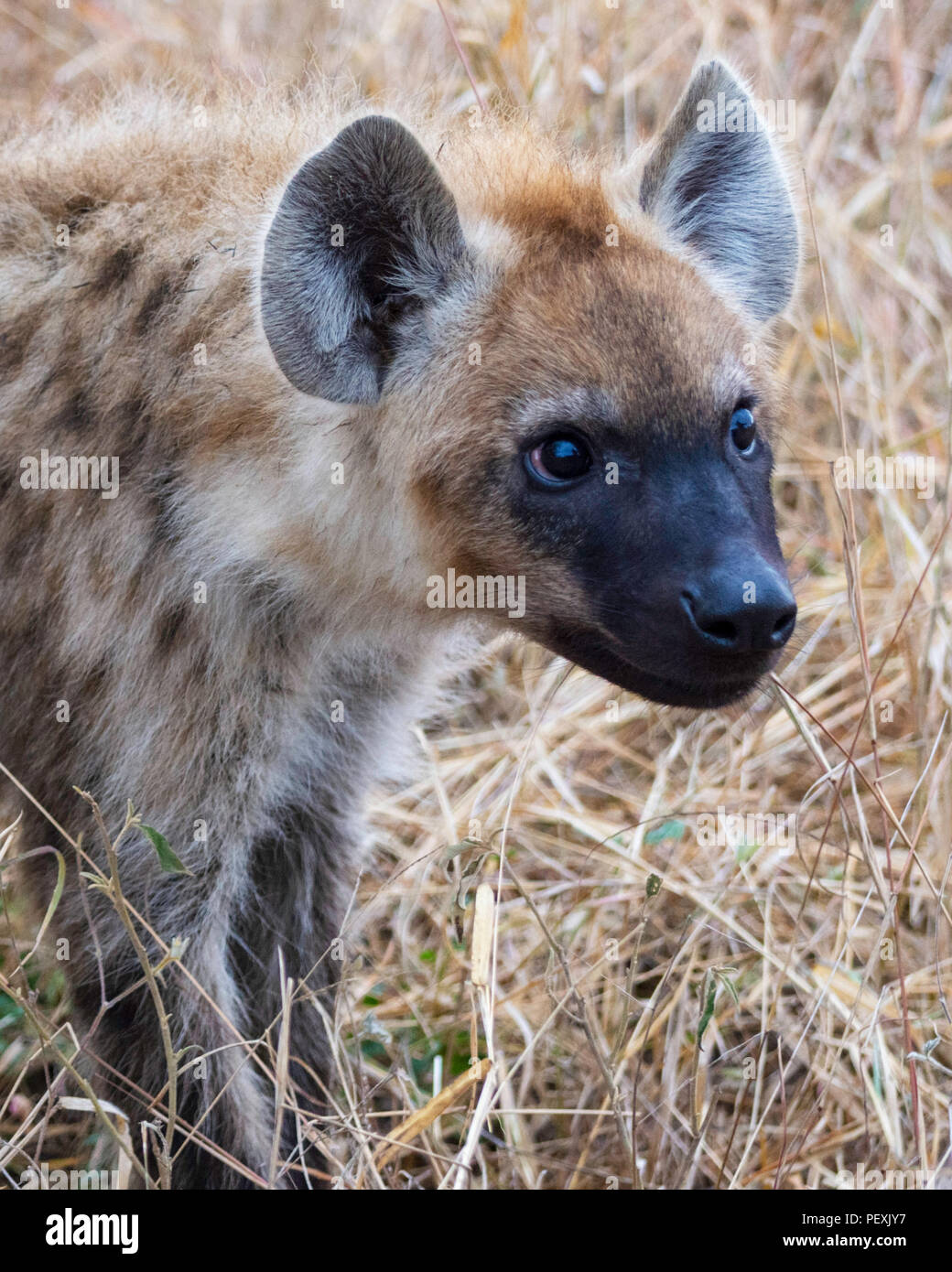 Hyena Images High Resolution Stock Photography and Images - Alamy
