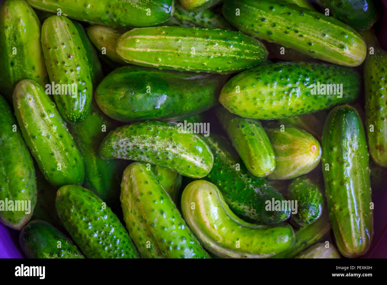 Cucumbers soaked in water for pickling. Homemade cucumbers. Vegetable ...
