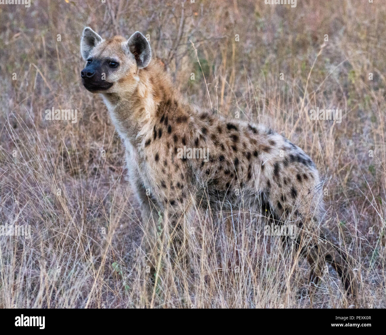 Hyena images hi-res stock photography and images - Alamy