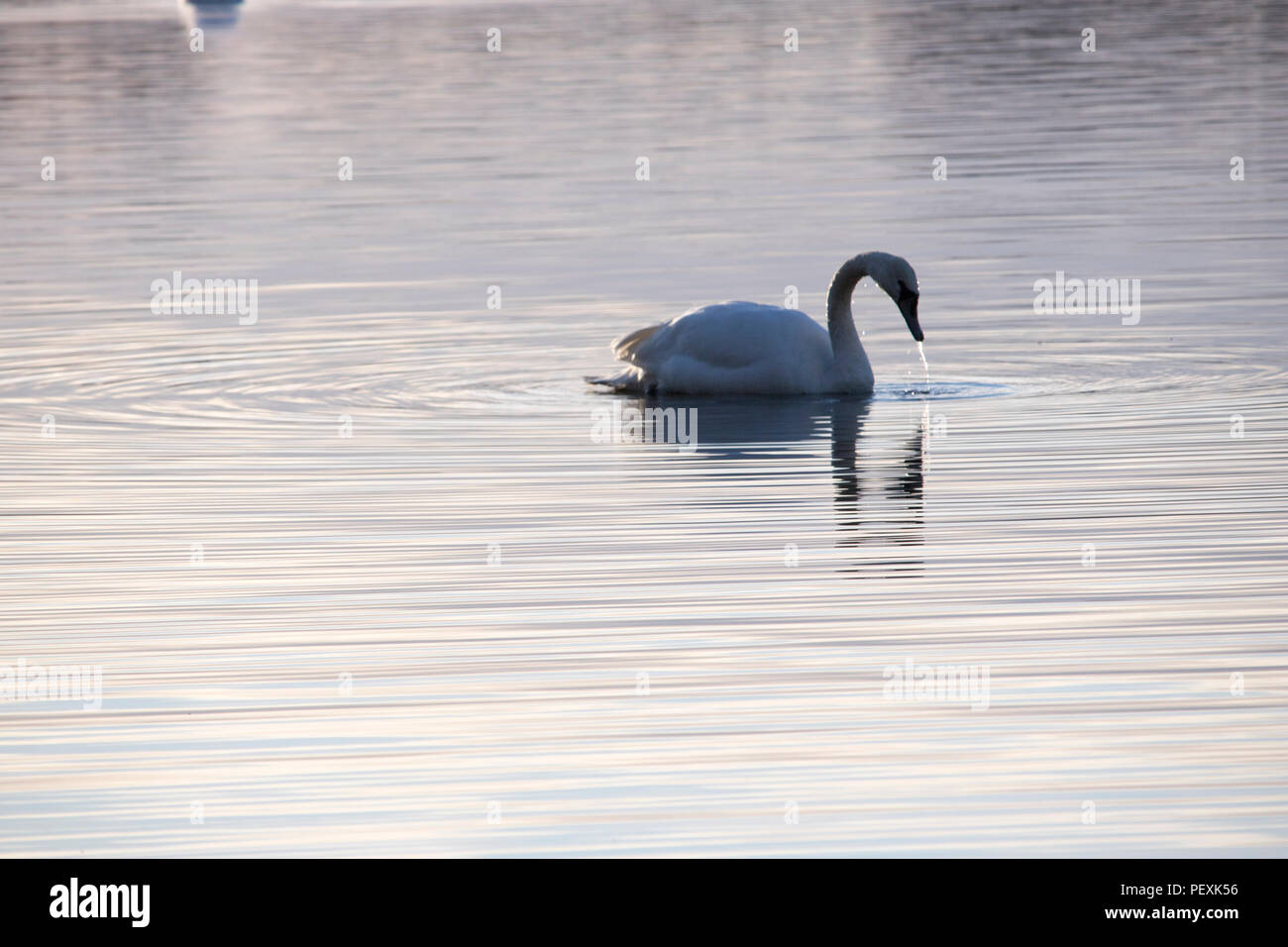 Swan on Water at Dusk Stock Photo - Alamy